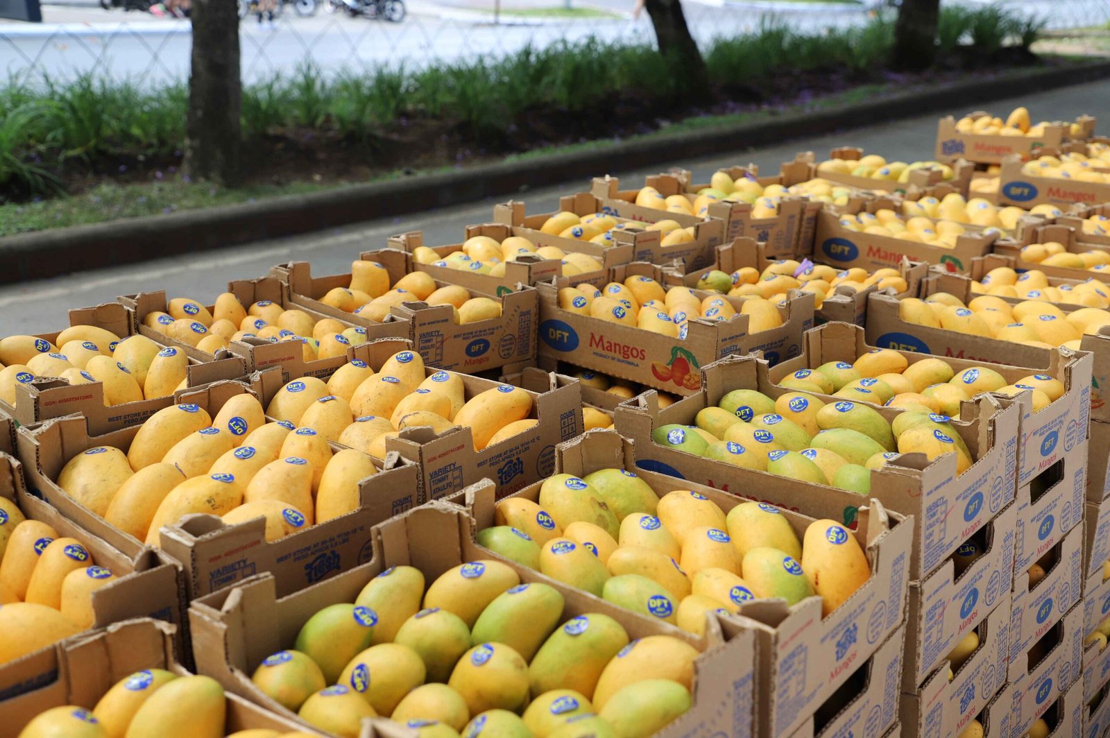 Festival de Mango 2026 listo para disfrutar el sabor de la temporada ...